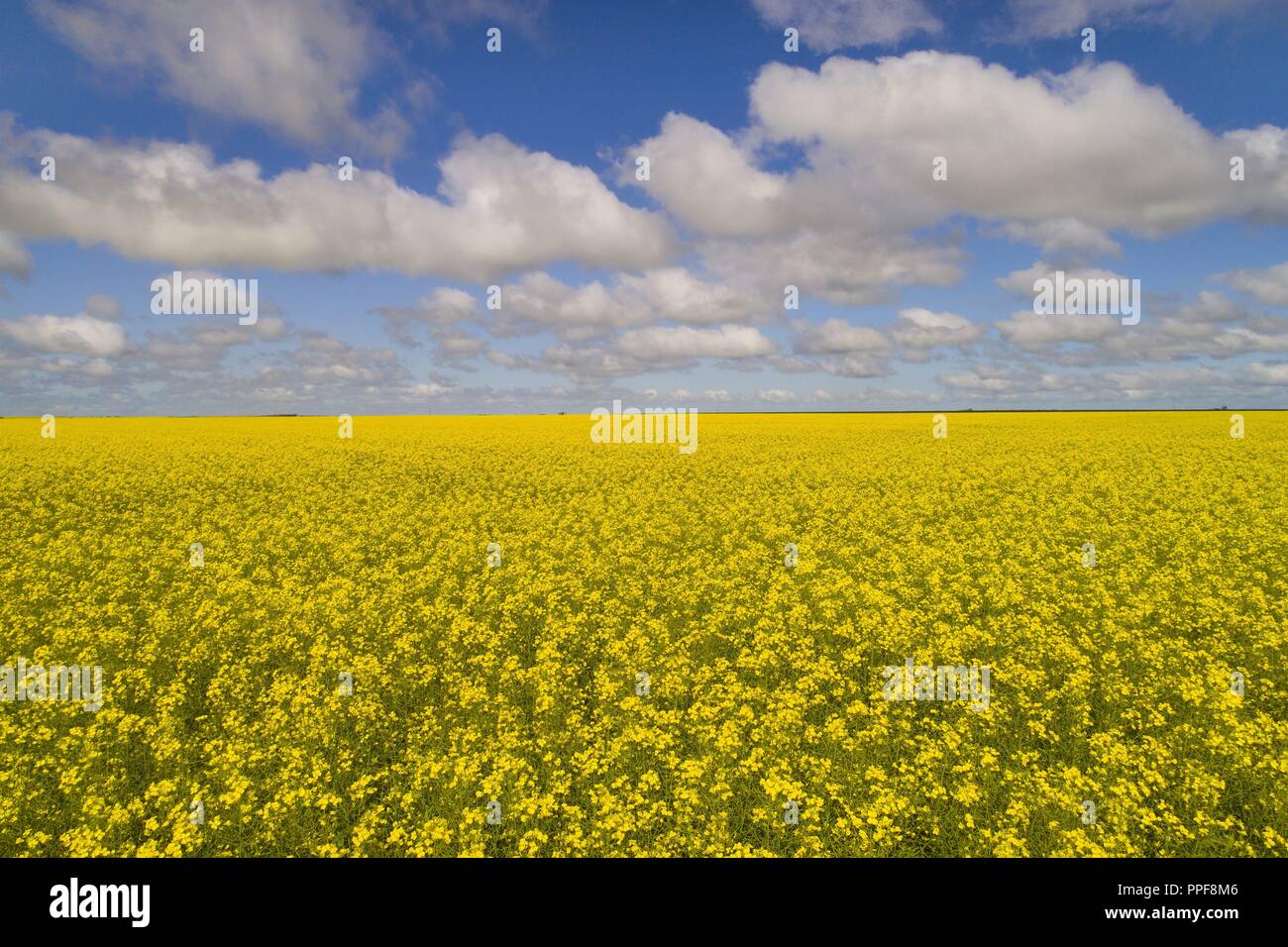 Canola field, Midwest, Western Australia | usage worldwide Stock Photo ...