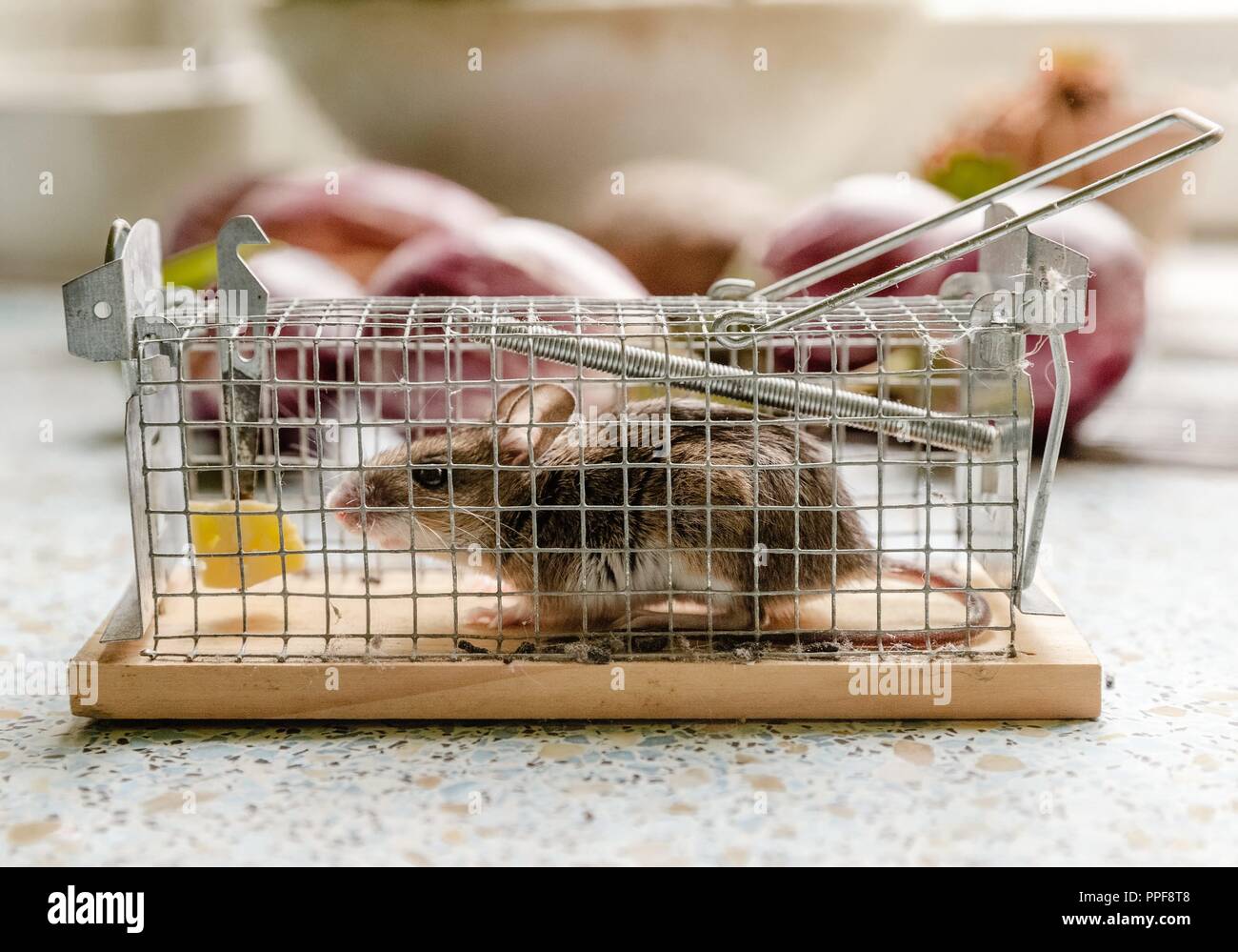 Mouse in a live trap on 10 September 2018 in Hamburg | usage worldwide ...