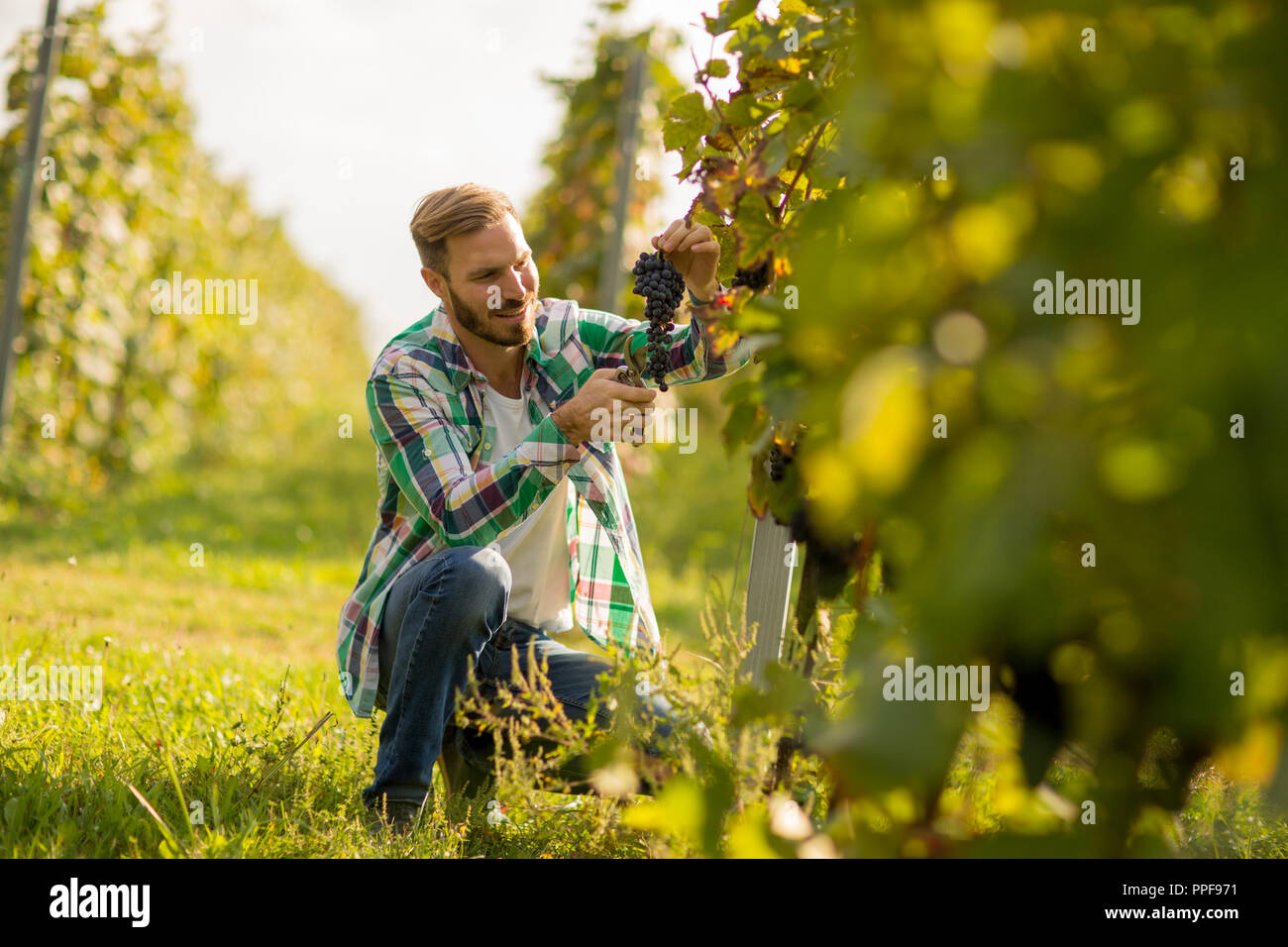 Working in the vineyard hi-res stock photography and images - Alamy