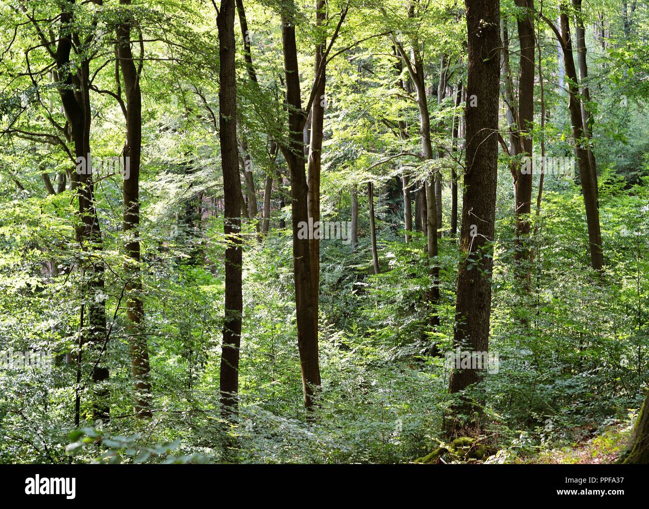Summer forest in the Sauerland region in Germany on 25 August 2018 ...