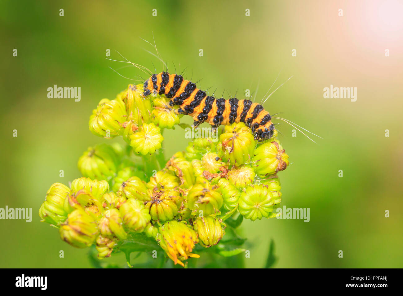 Cinnabar moth caterpillars ragwort hi-res stock photography and images ...