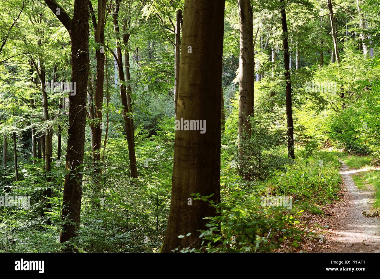 Summer forest in the Sauerland region in Germany on 25 August 2018 ...