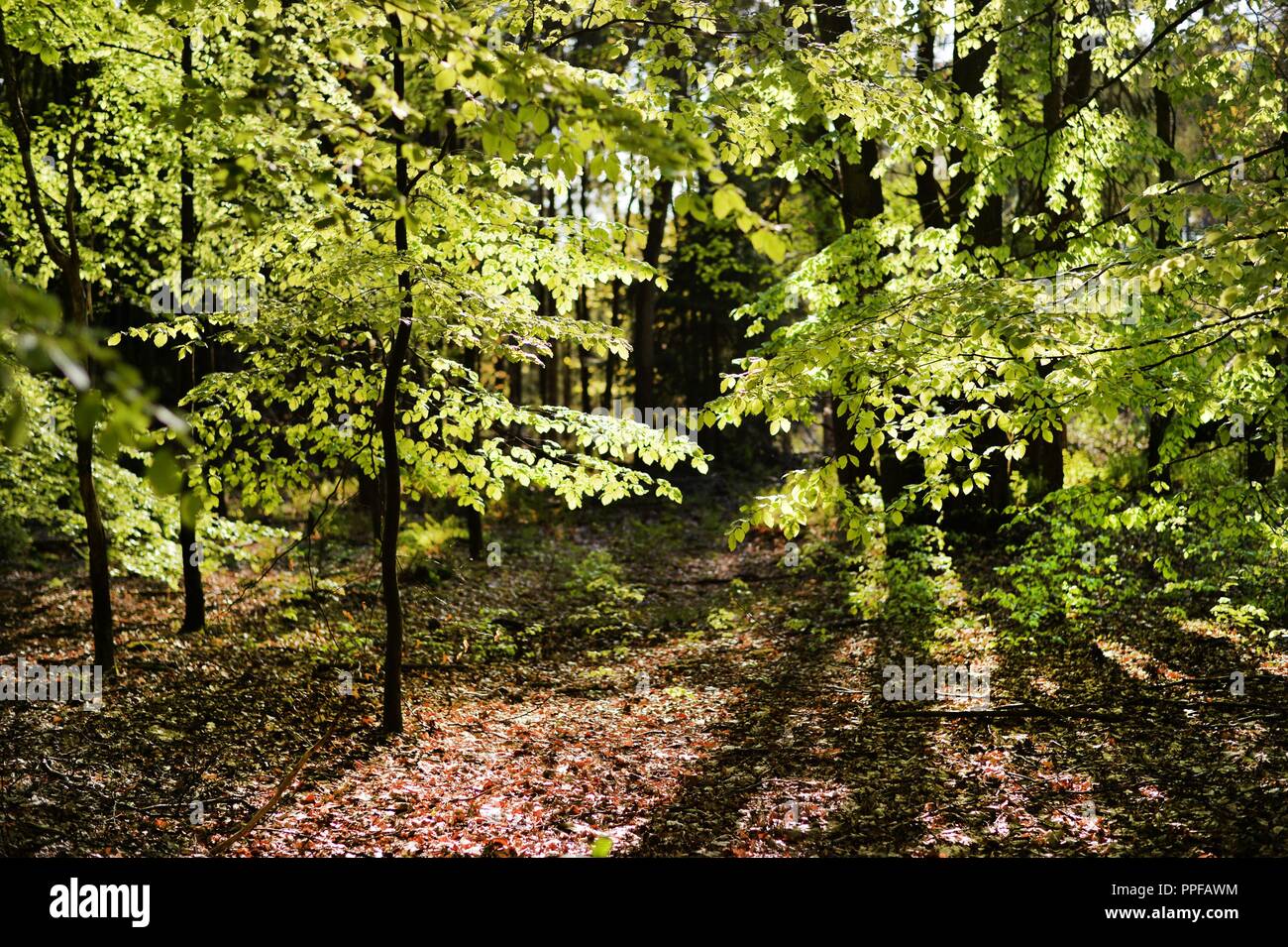 Woods in Holland, one of the provinces of the Netherlands on 2 May 2018 ...