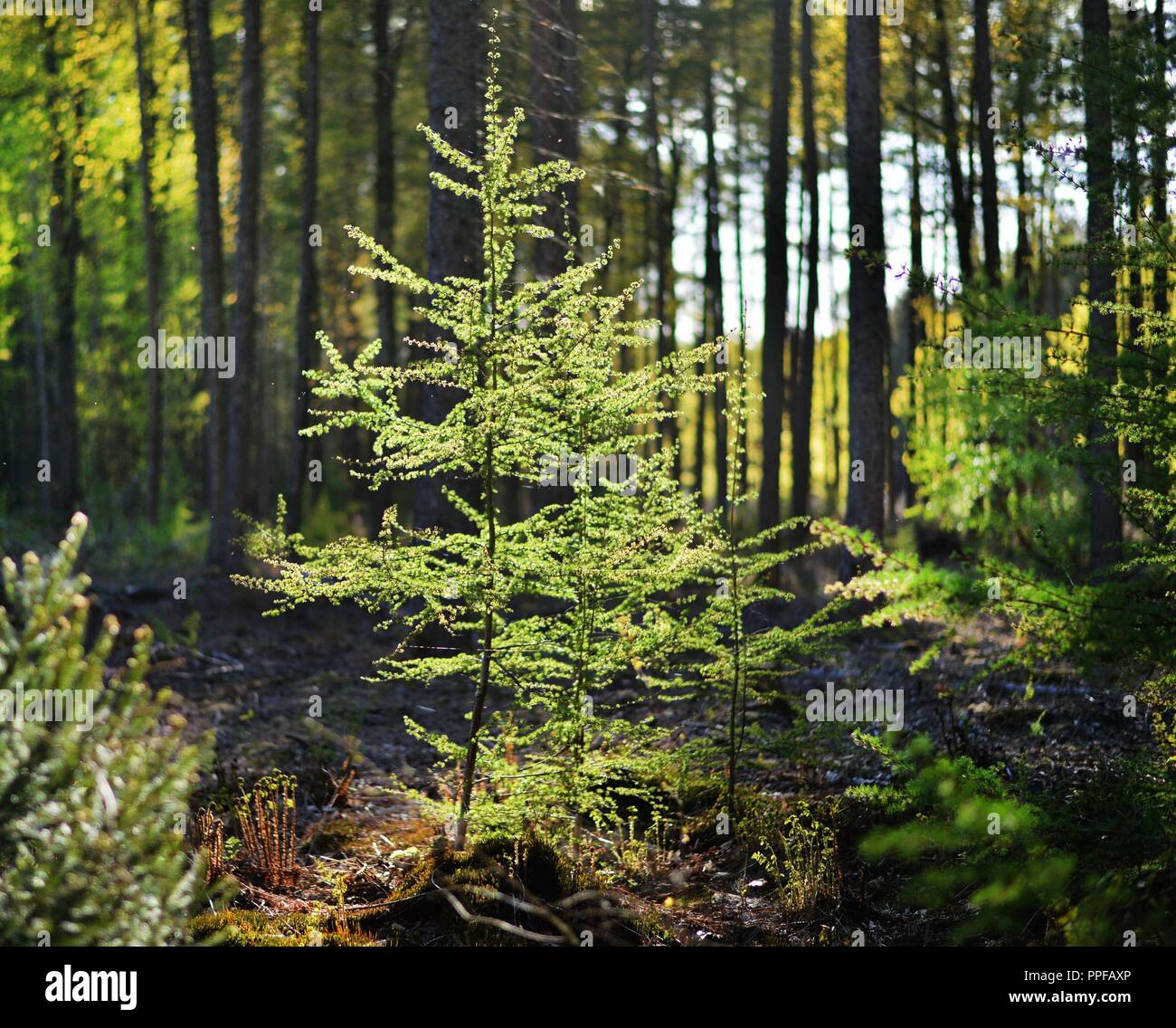 Woods in Holland, one of the provinces of the Netherlands on 2 May 2018 ...