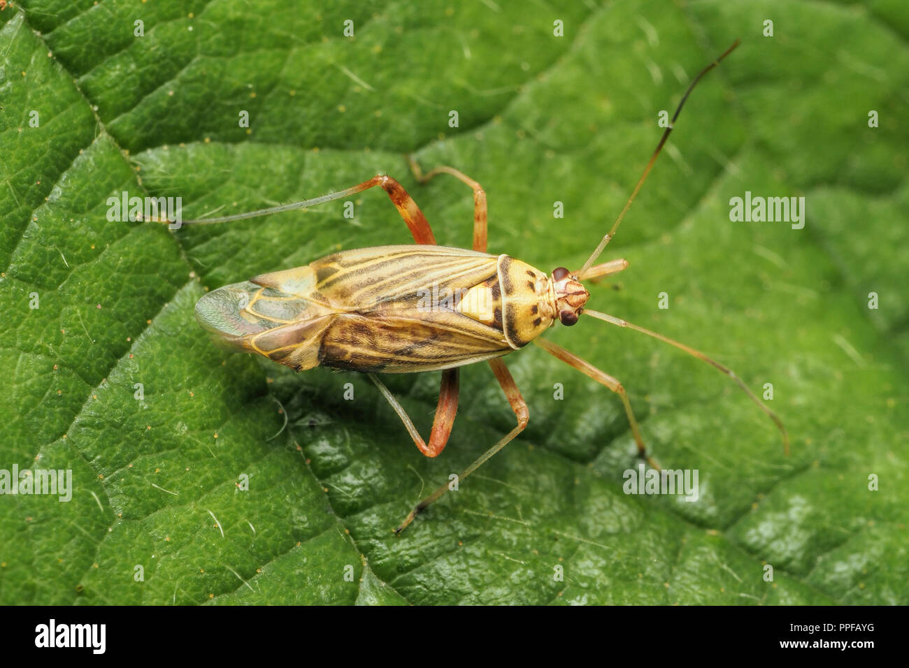 Dorsal view of Striped Oak Bug (Rhabdomiris striatellus) on bramble ...