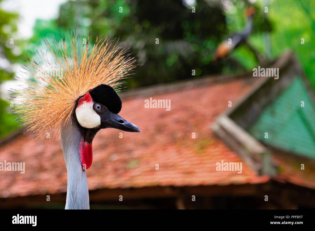 Portrait of wild grey crowned crane against jungle. Close up view of ...