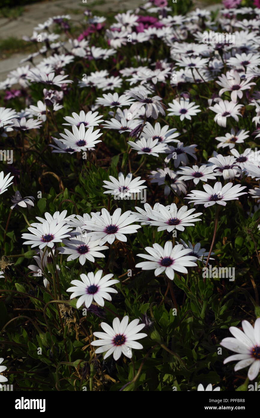 Beautiful flowers blooming in the garden, Bodrum Turkey Stock Photo - Alamy