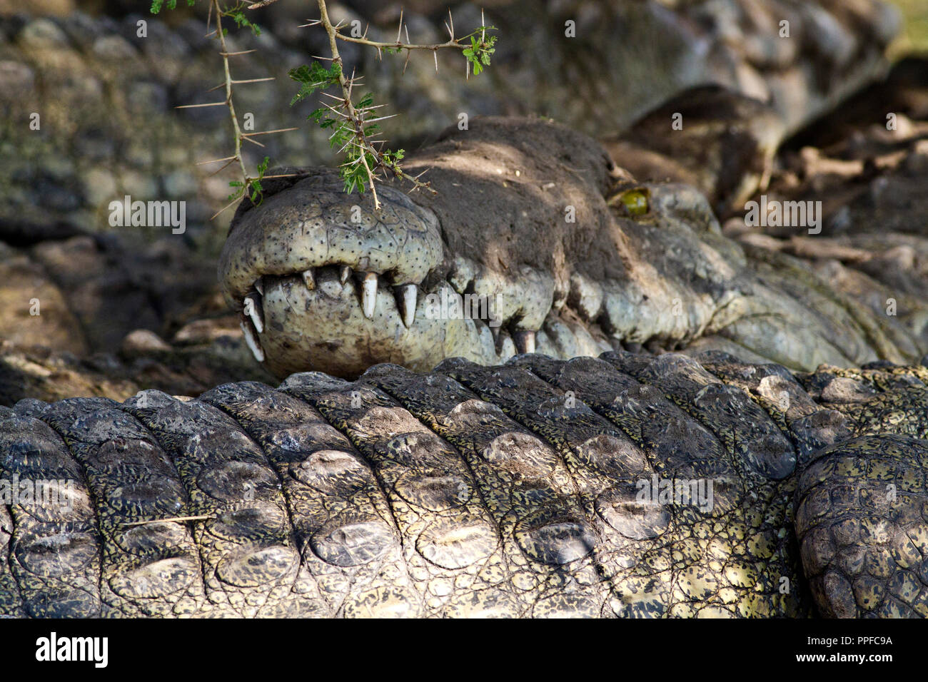 Alligator shaped hi-res stock photography and images - Alamy