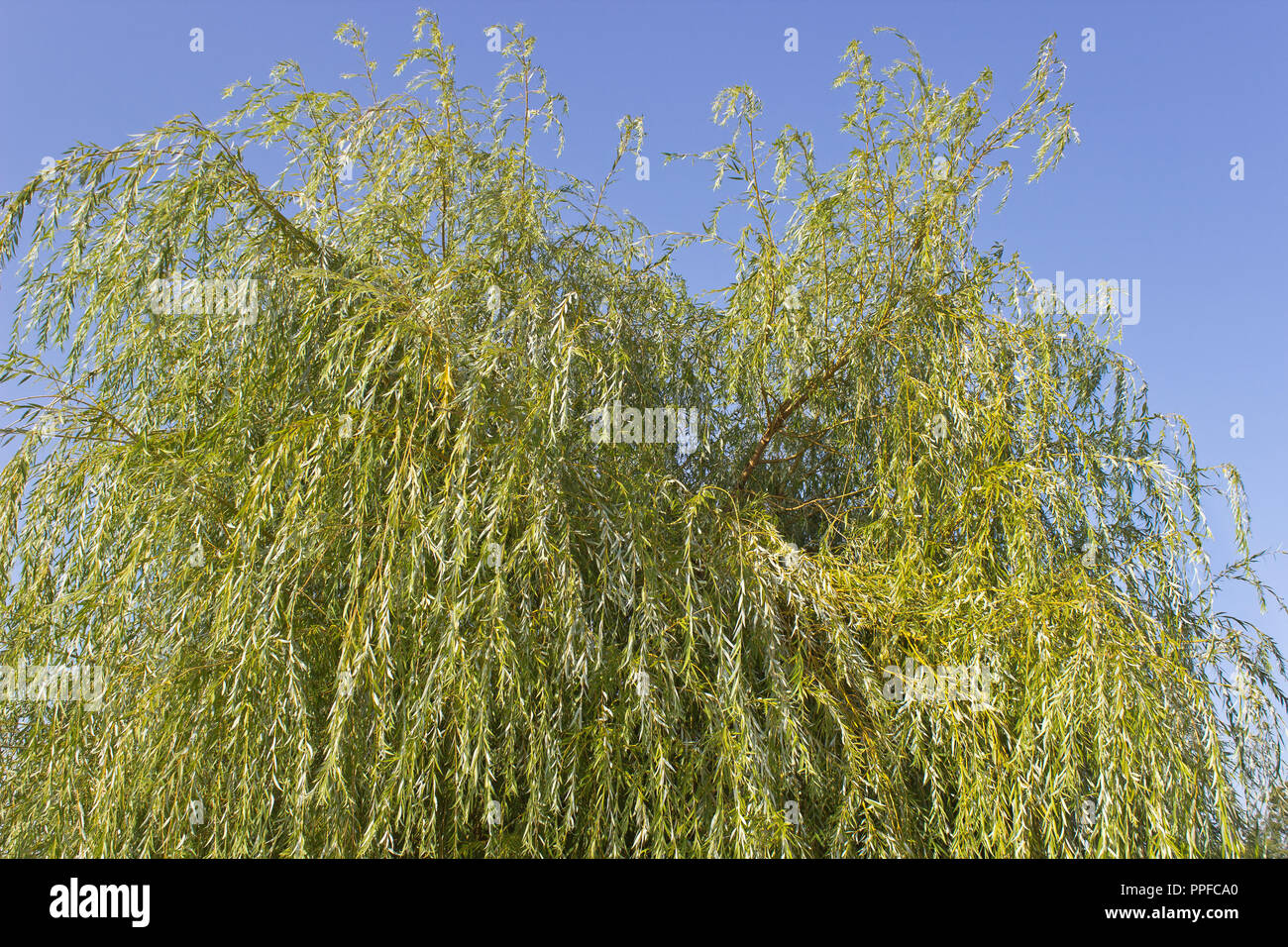 Willow tree over blue sky Stock Photo - Alamy