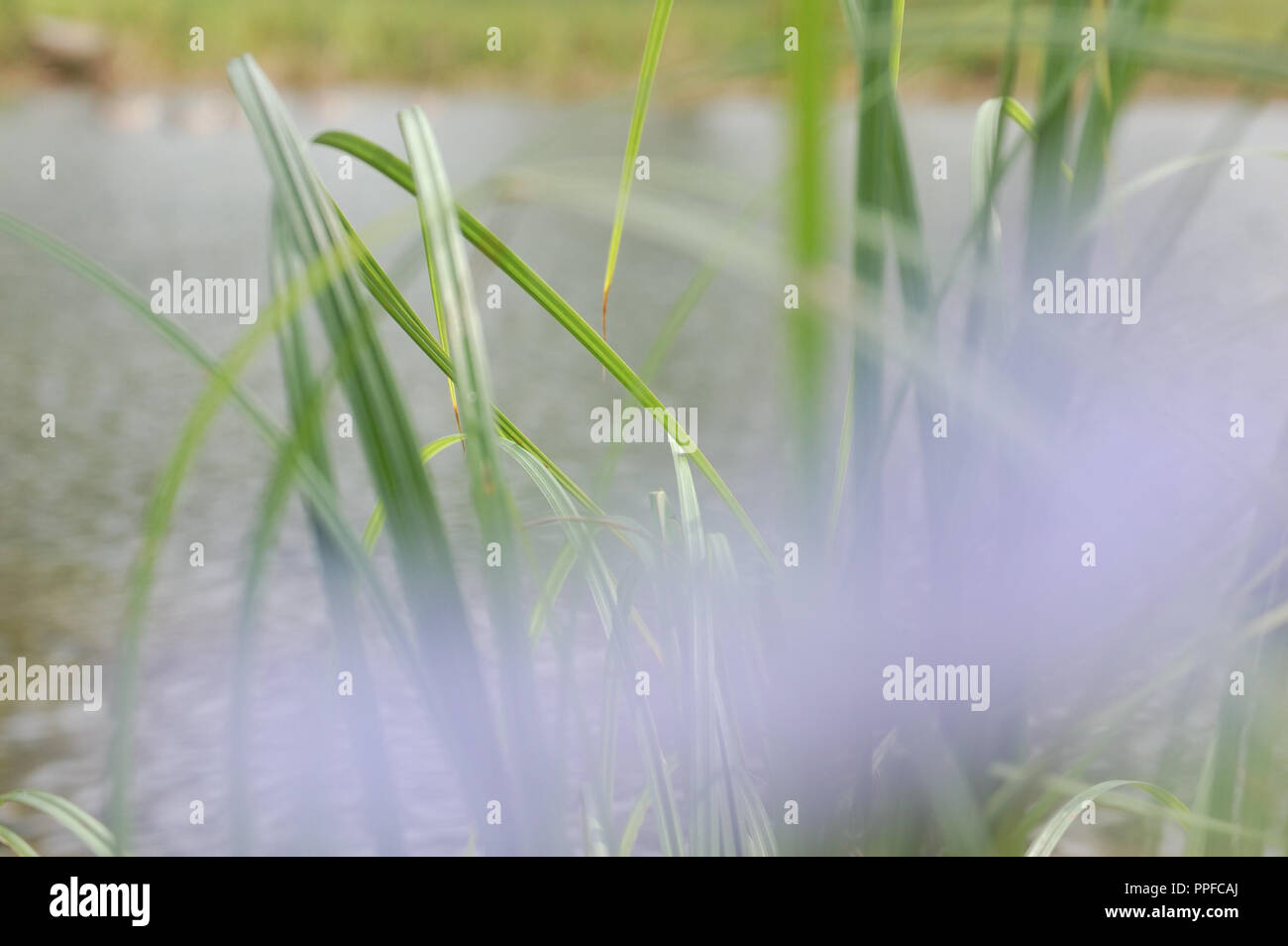 Hazy days hi-res stock photography and images - Alamy