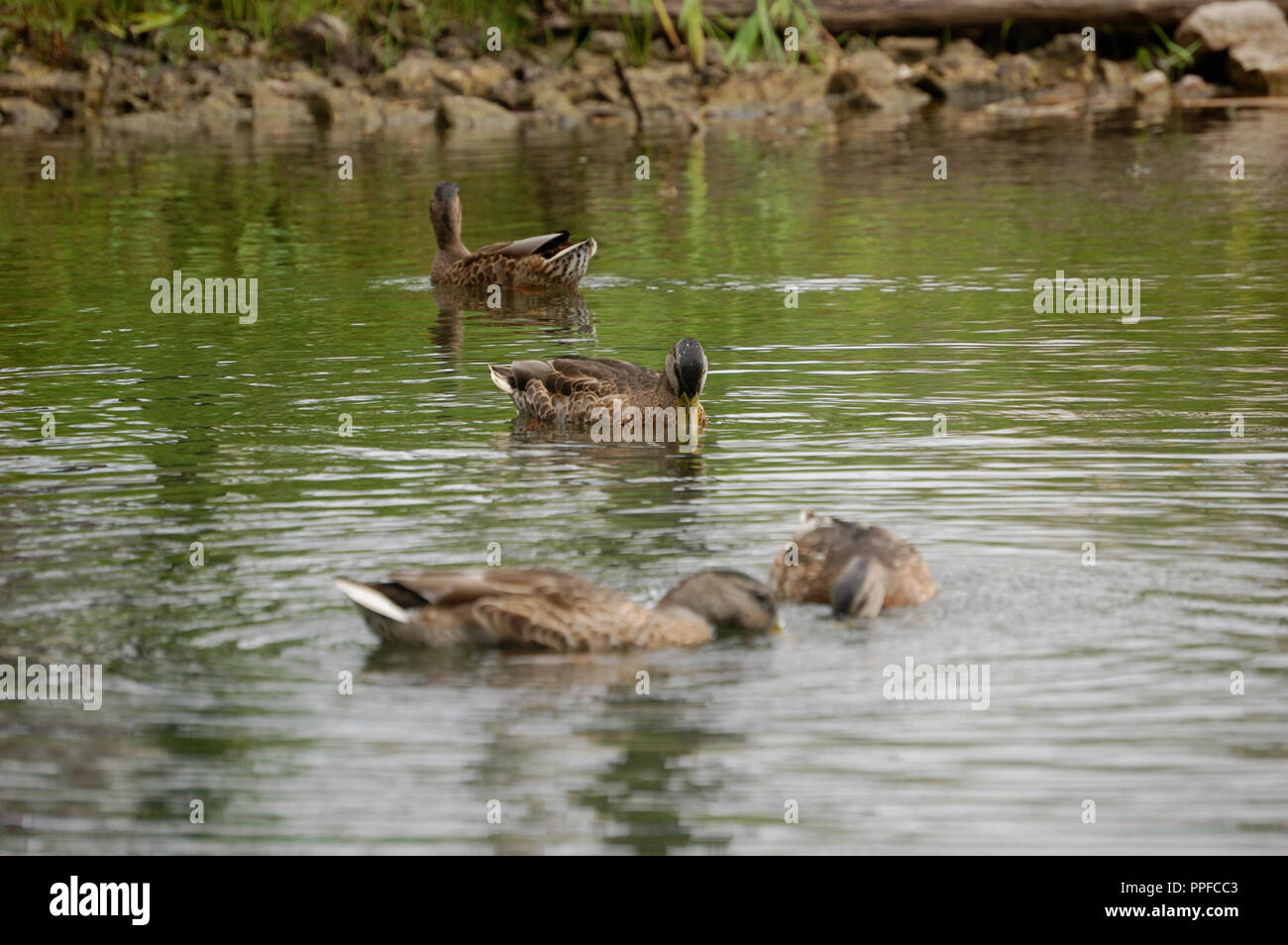 Ducks in water hi-res stock photography and images - Alamy