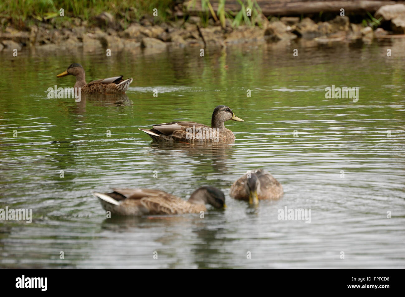 Duck feeding in water hi-res stock photography and images - Alamy