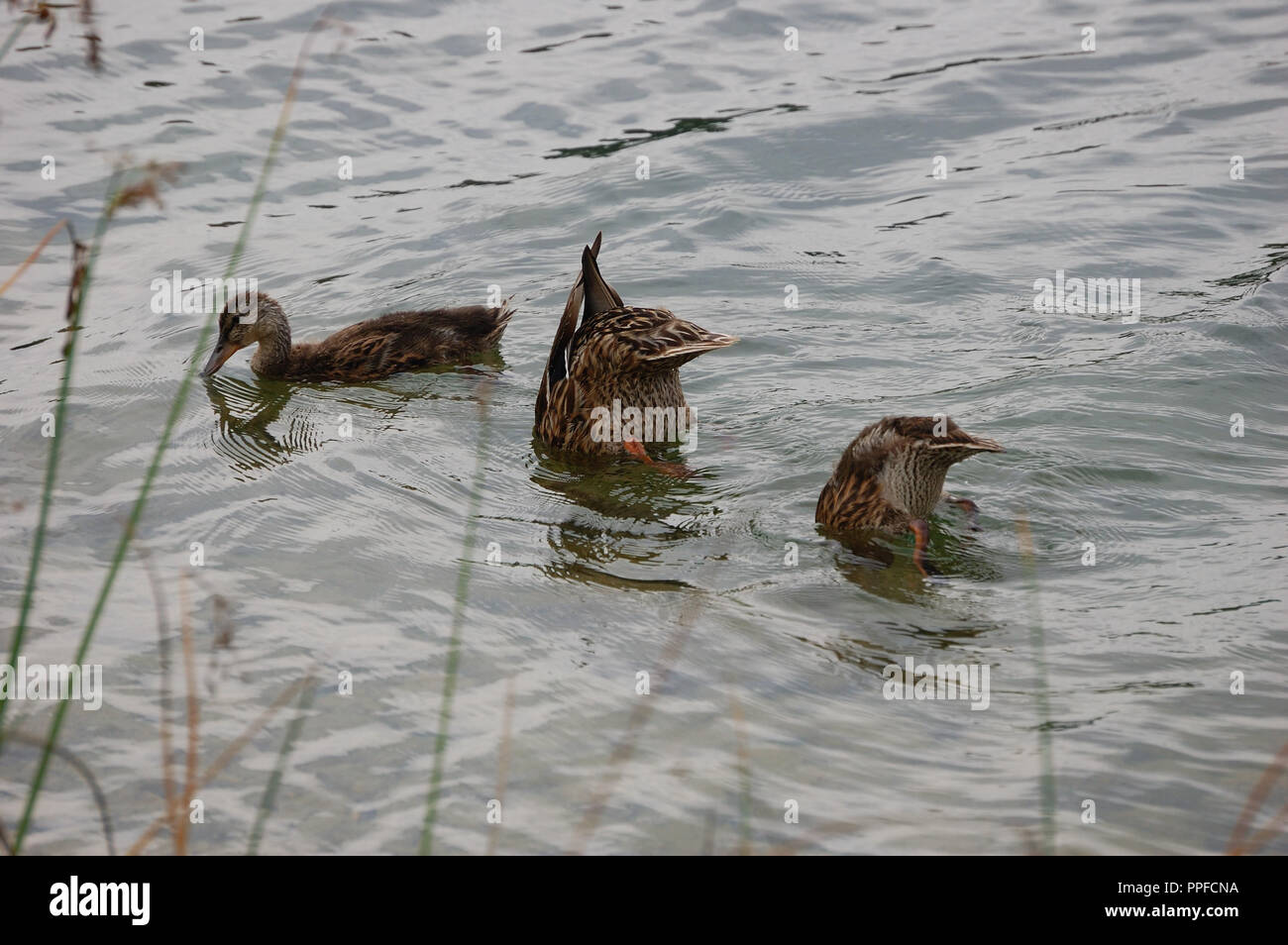 Funny bottoms up hi-res stock photography and images - Alamy