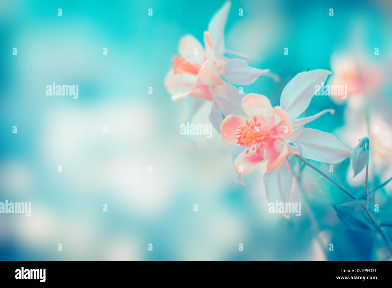 Floral pastel beautiful background with colorful flowers Stock Photo ...