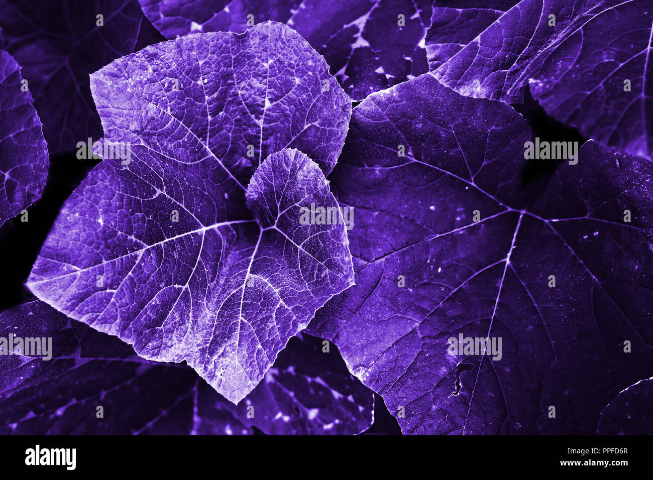 Leaves of nature plants. Ultra violet abstract background Stock Photo ...