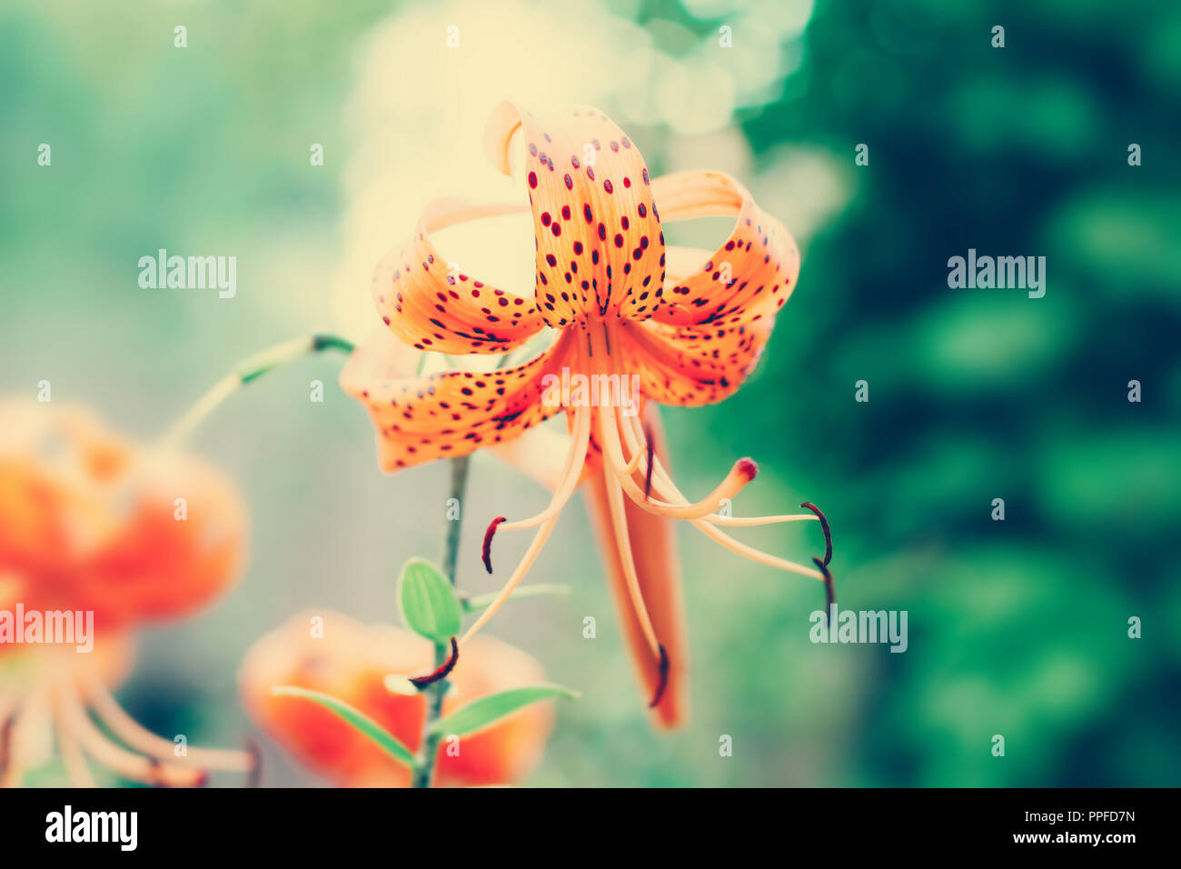 Floral background with tiger lily Stock Photo - Alamy