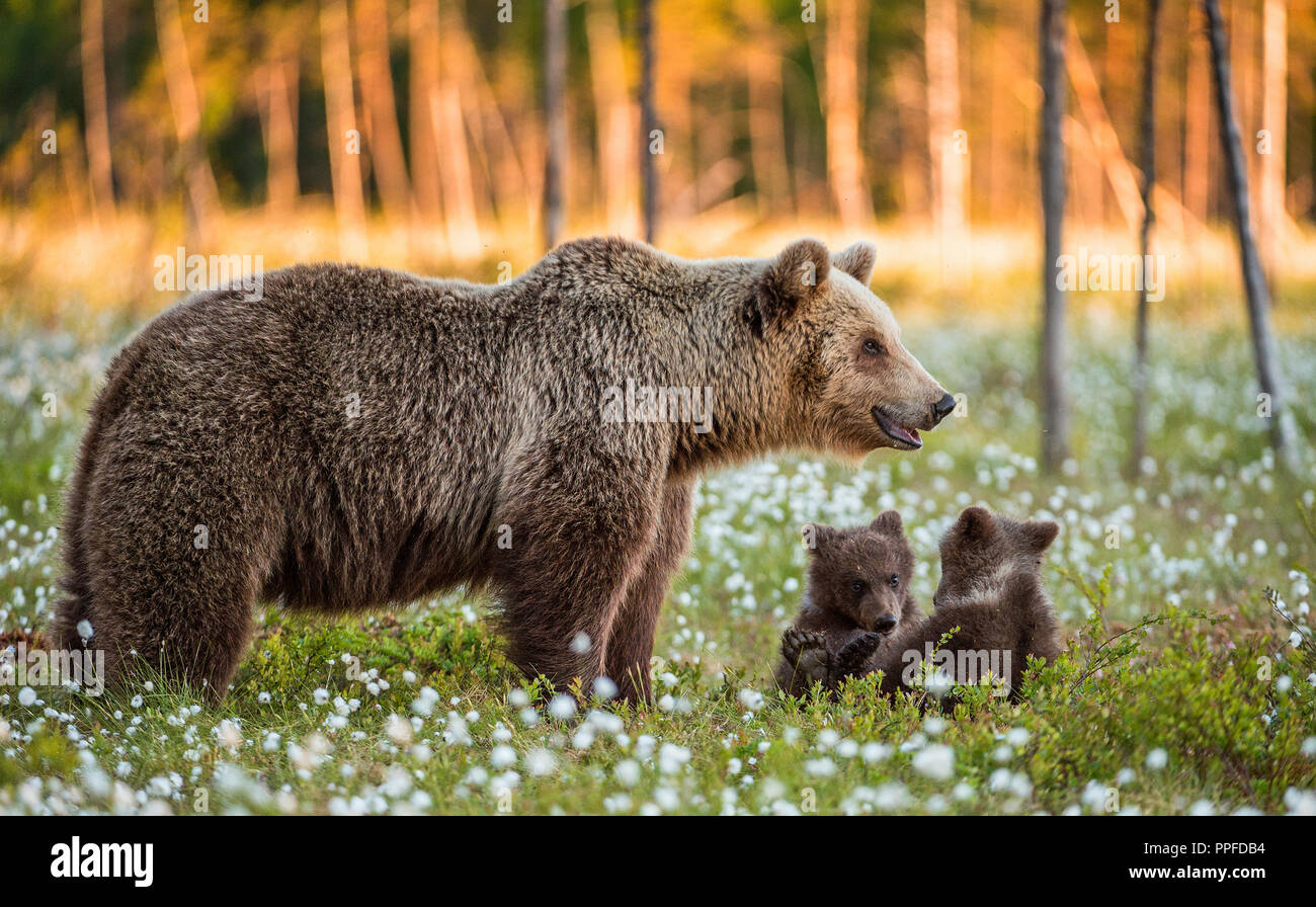 European brown bear cubs hi-res stock photography and images - Alamy