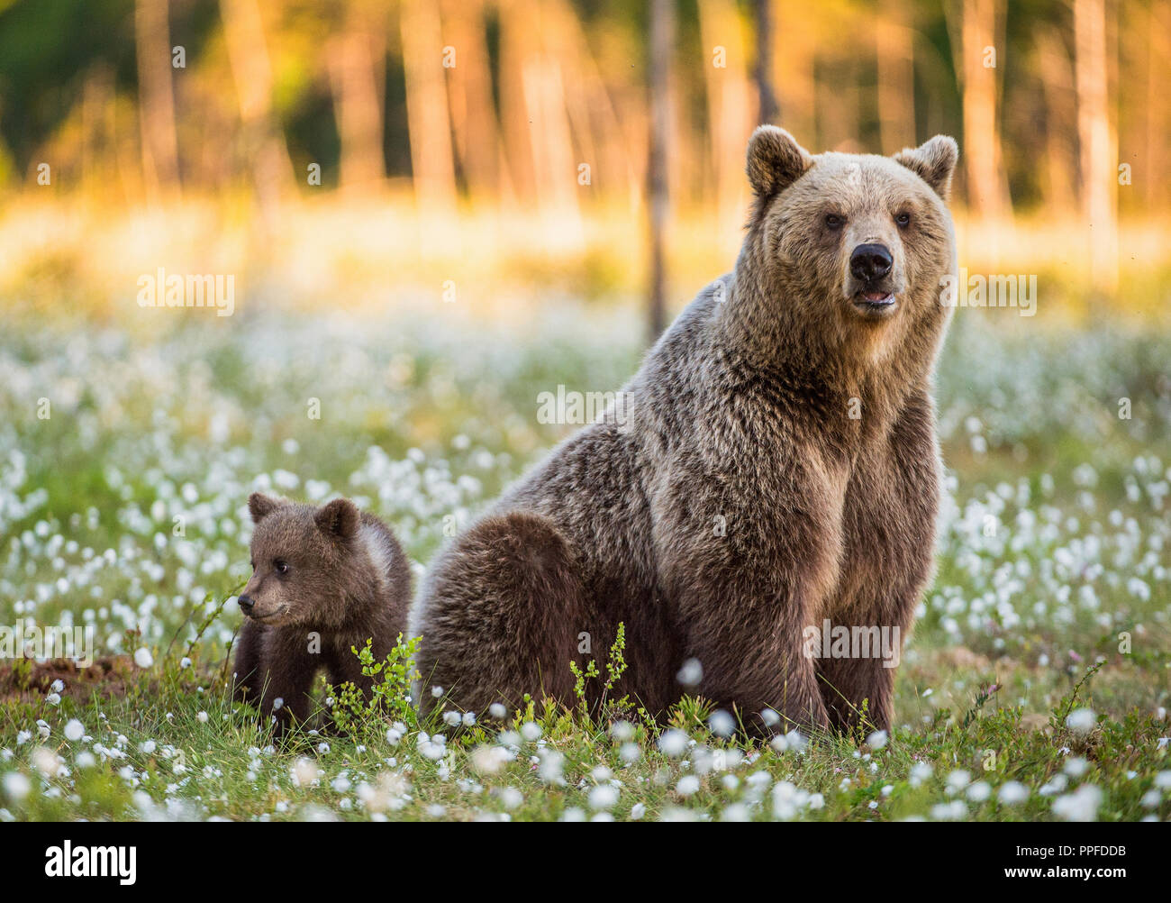 She-bear and bear-cubs at sunset. Cub and Adult female of Brown Bear in ...