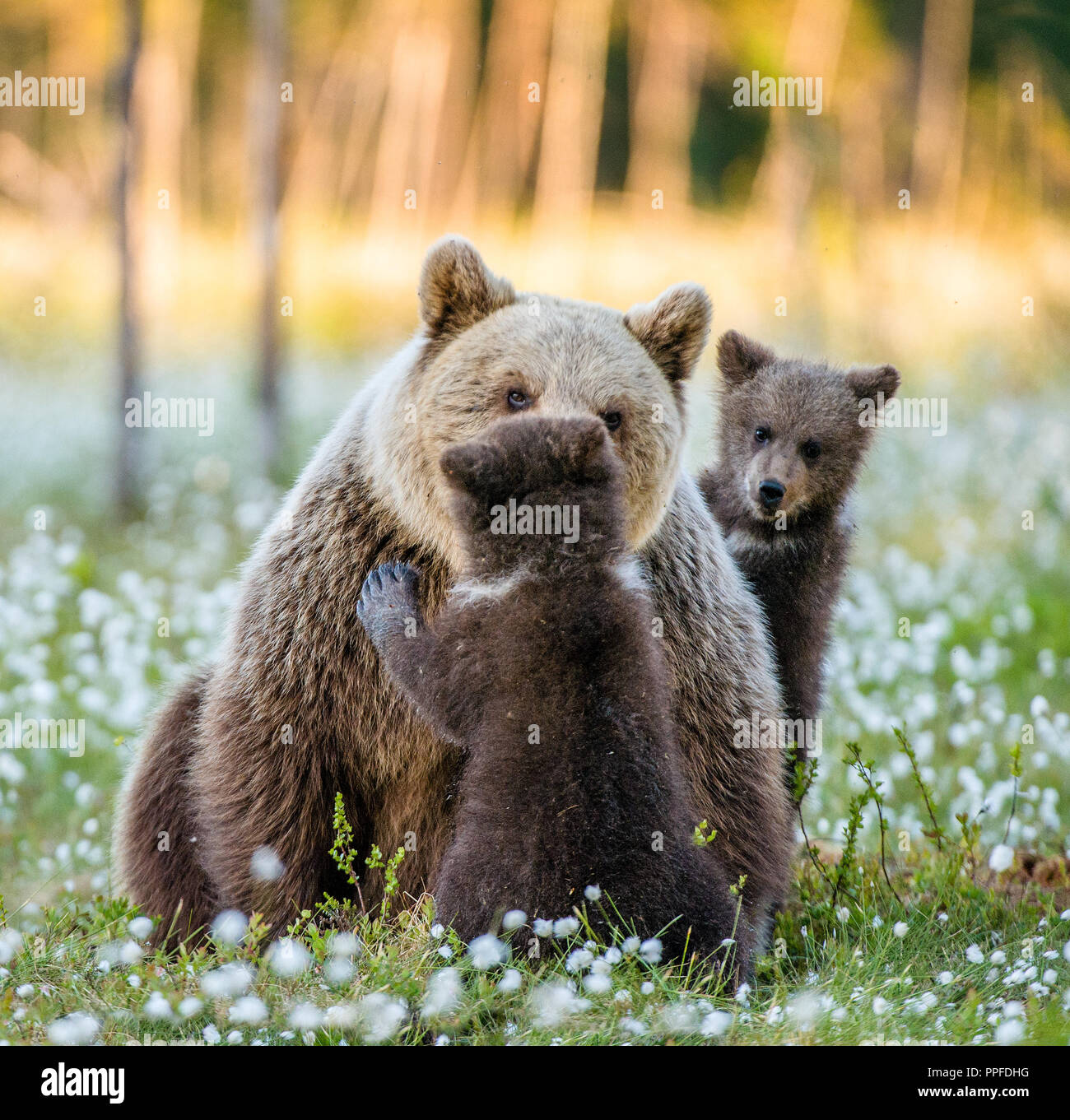 She-bear and bear-cubs at sunset. Cub and Adult female of Brown Bear in ...