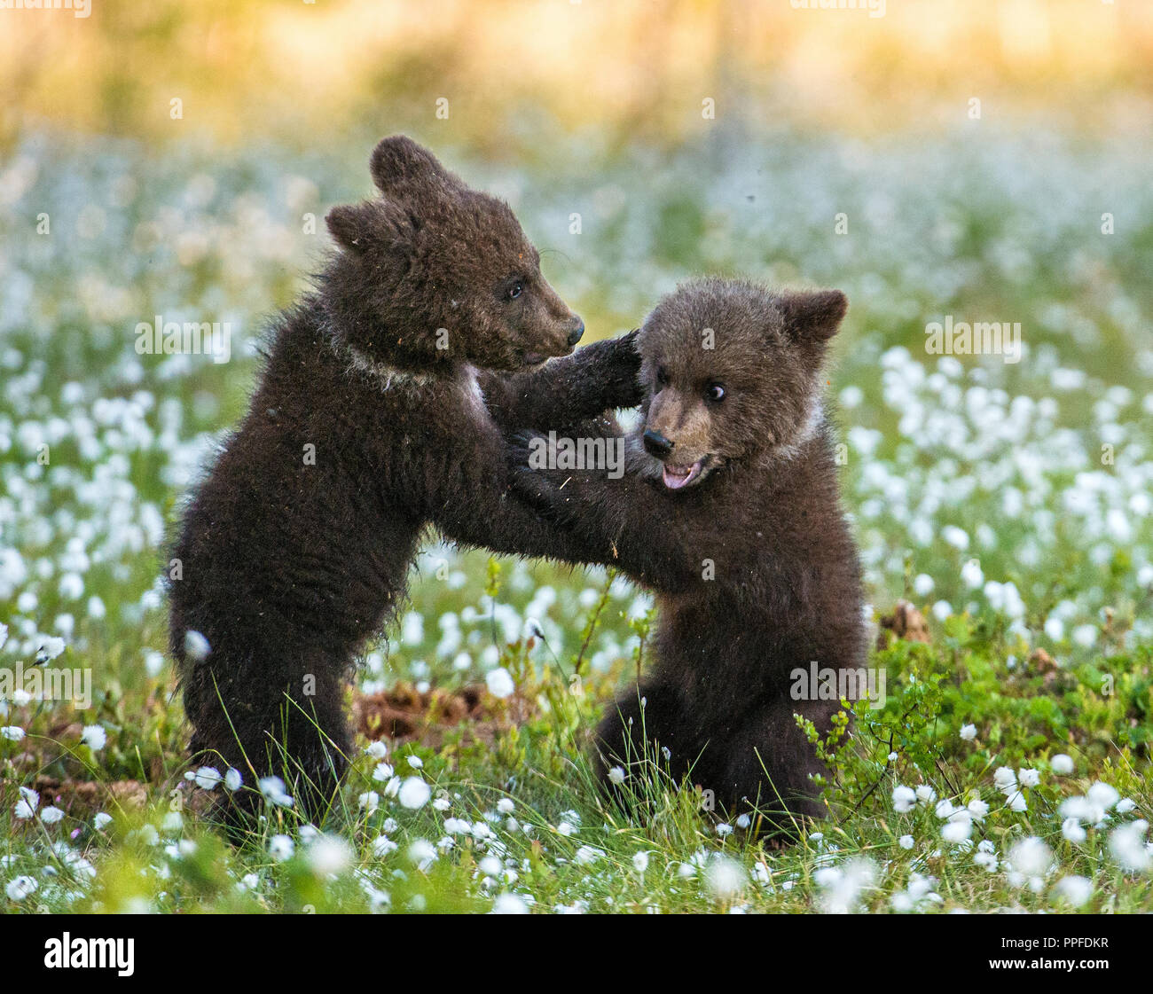 Brown bear cubs house hi-res stock photography and images - Alamy