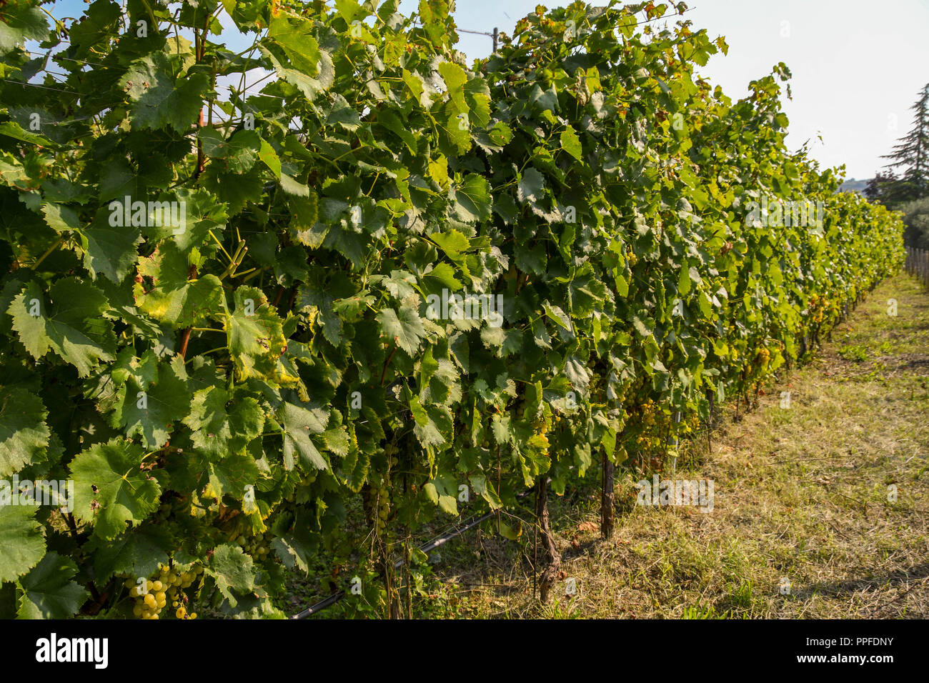 Hanging green vines hi-res stock photography and images - Alamy