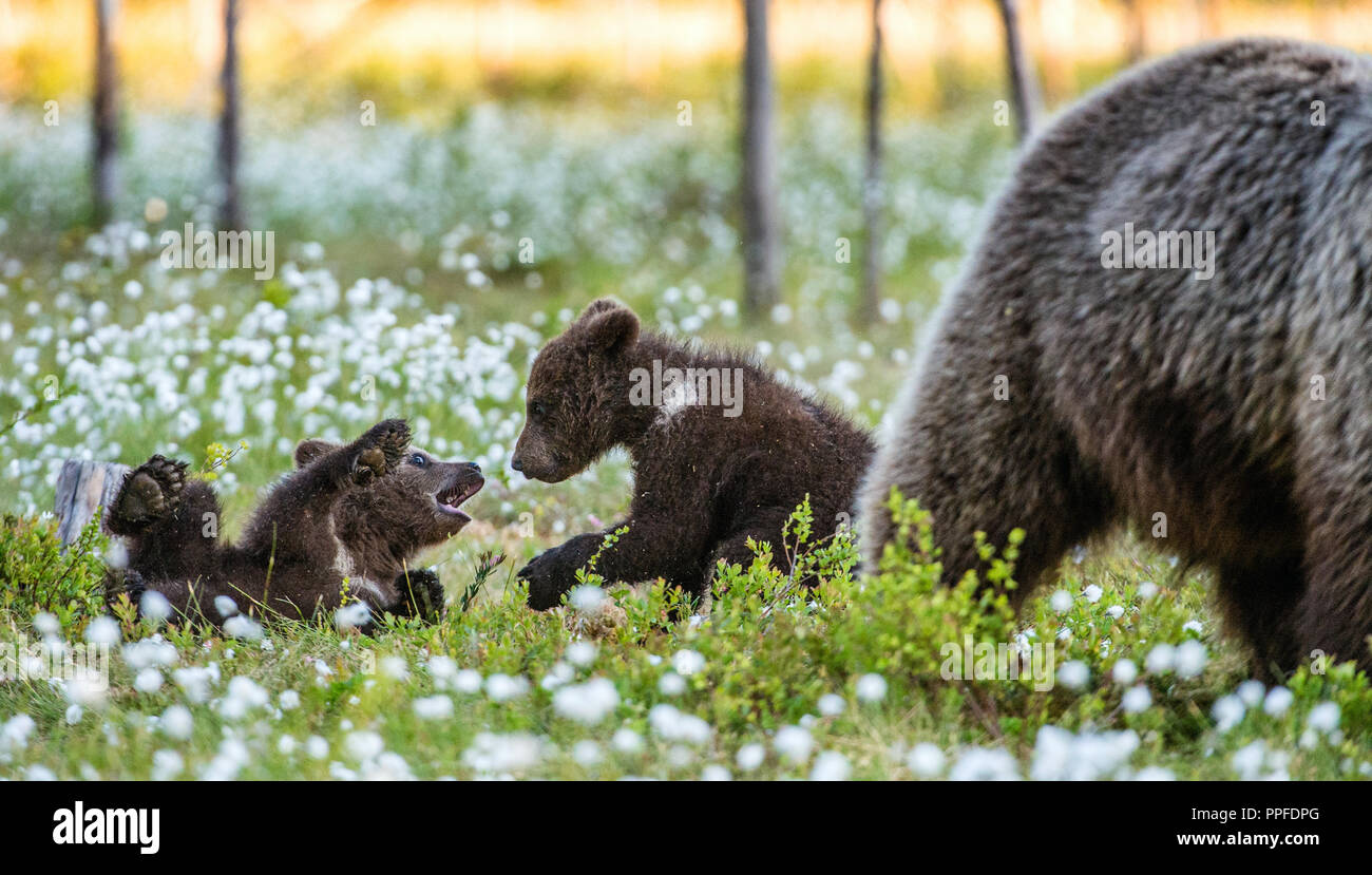 European brown bear cubs hi-res stock photography and images - Alamy
