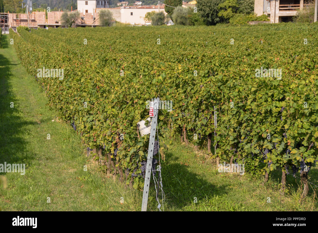 Growing of grapes hi-res stock photography and images - Alamy