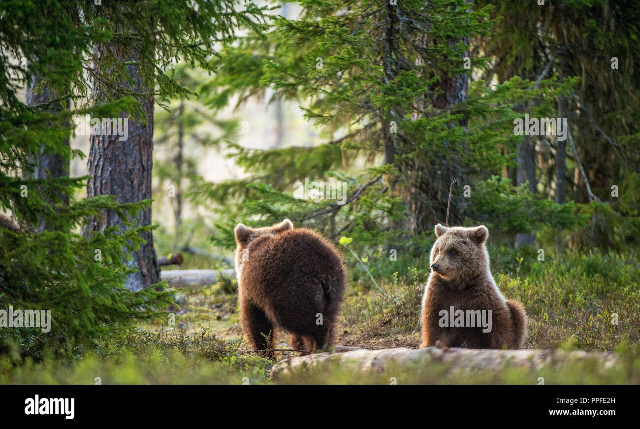 She-bear and bear-cubs. Cub and Adult female of Brown Bear in the ...