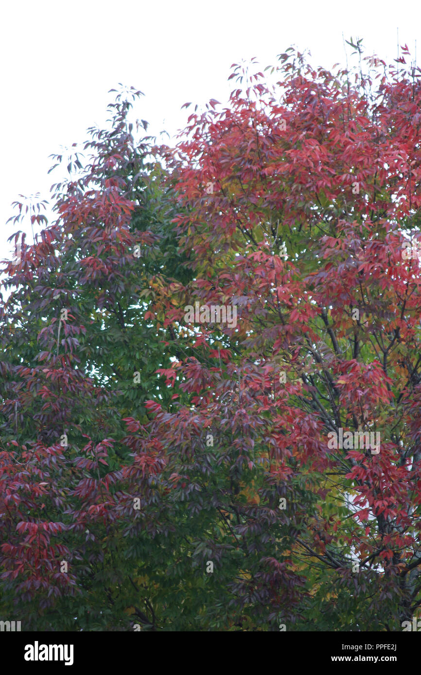 White Ash tree with leaves changing to bright red in early autumn Stock ...