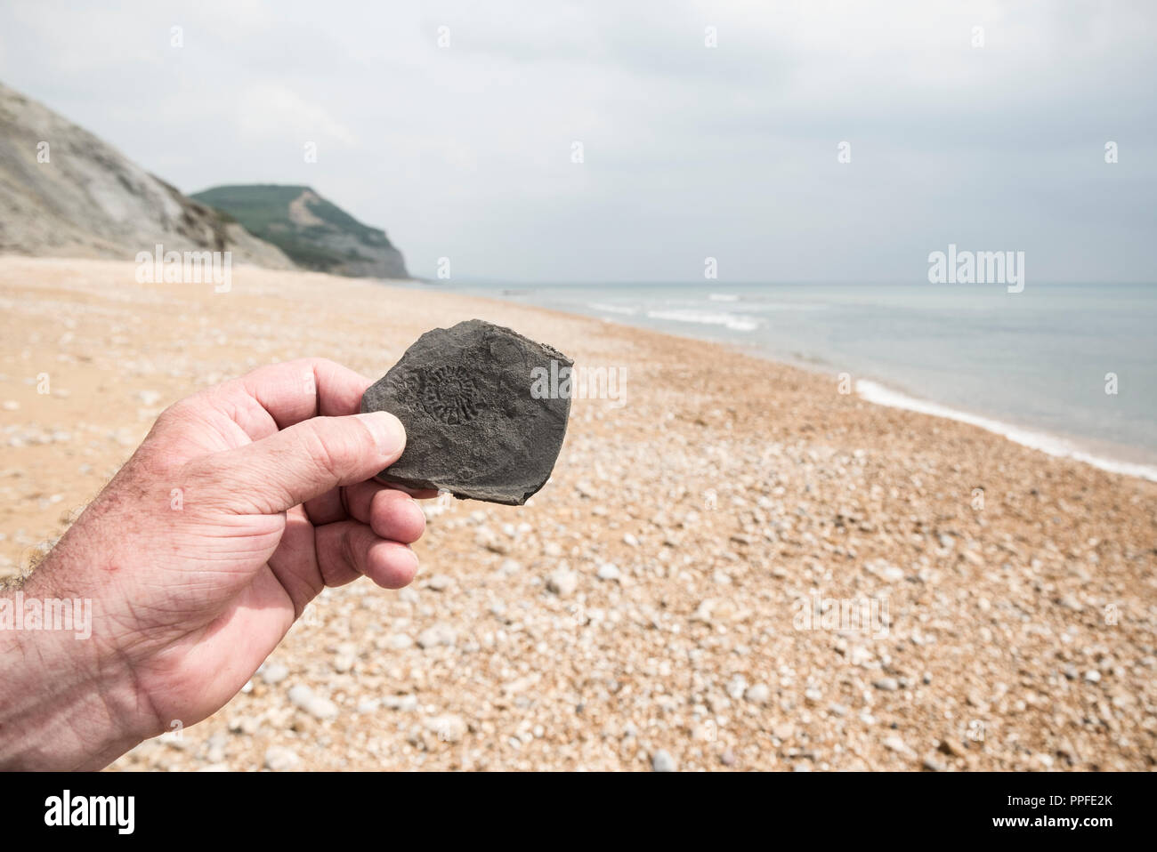 Mold fossil shell hi-res stock photography and images - Alamy