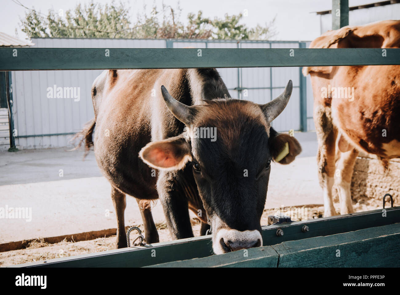 beautiful domestic calf eating in stall at farm Stock Photo - Alamy