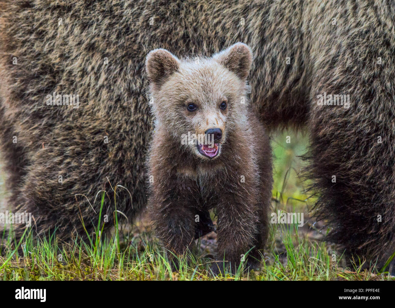 She-bear and bear-cubs. Cub and Adult female of Brown Bear in the ...