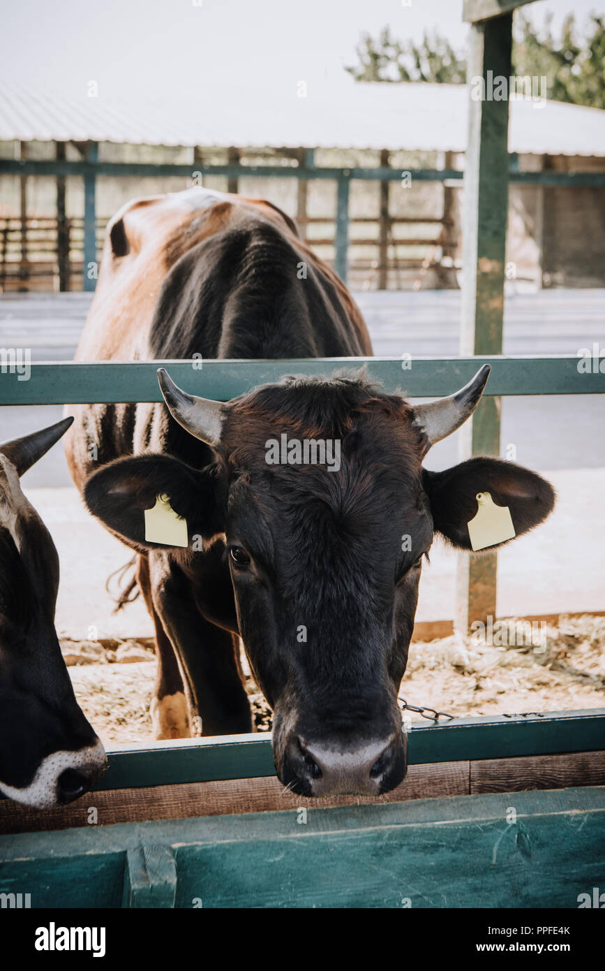 black domestic beautiful cow standing in stall at farm Stock Photo - Alamy