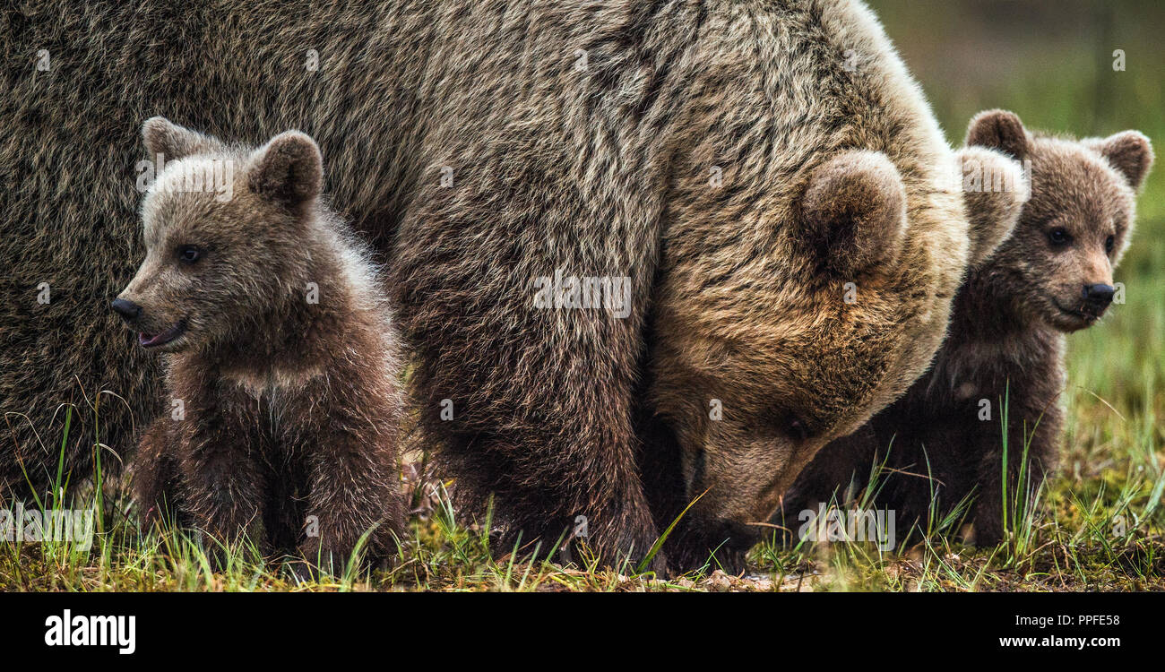 She-bear and bear-cubs. Cub and Adult female of Brown Bear in the ...