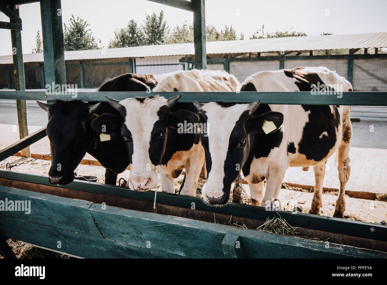 beautiful domestic cows eating in barn at farm Stock Photo - Alamy