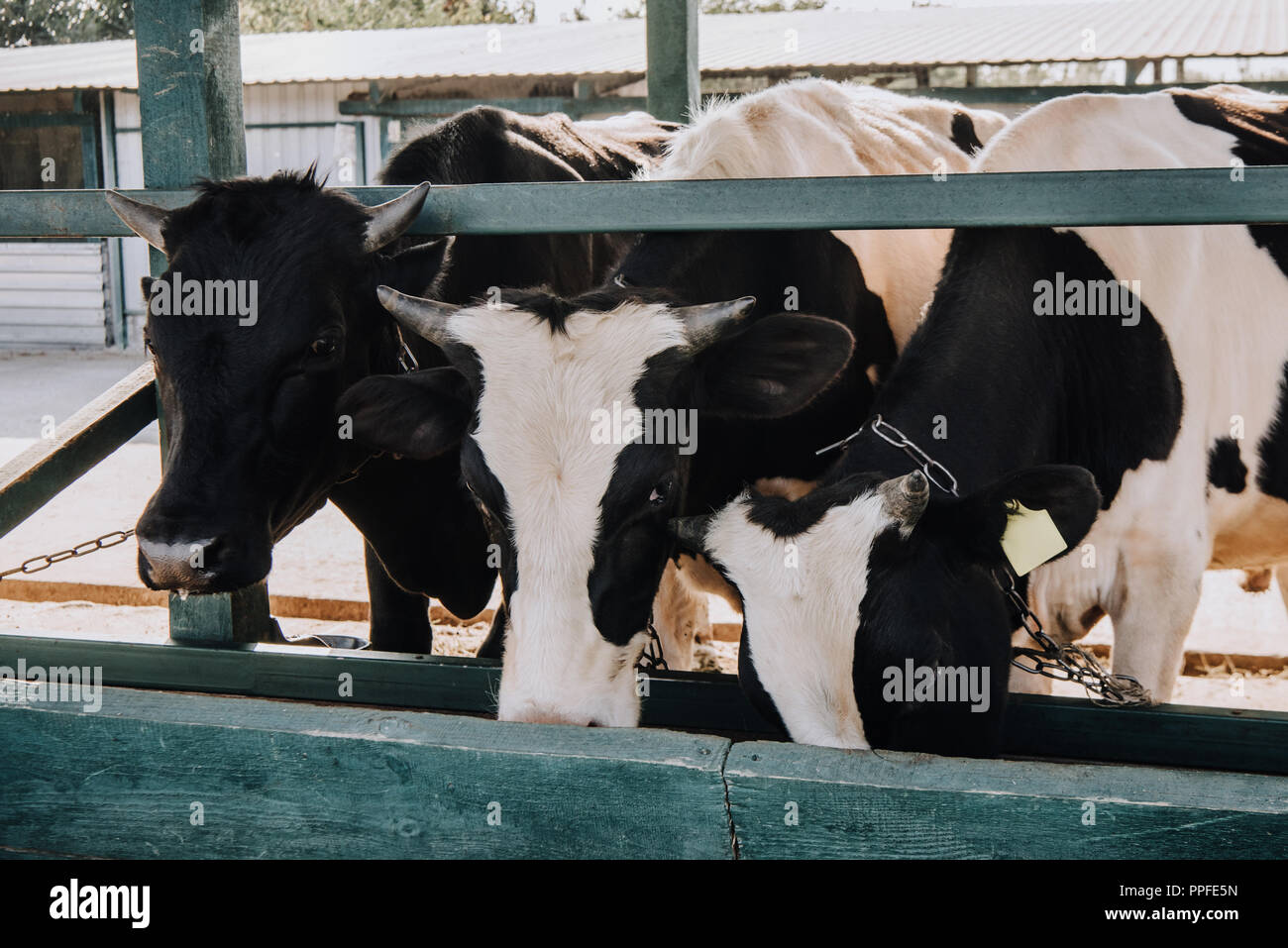 beautiful domestic cows eating in barn at farm Stock Photo - Alamy