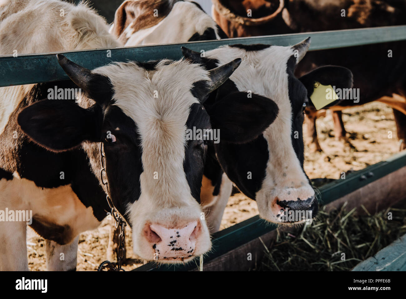 Cows eating hay in cowhouse hi-res stock photography and images - Alamy