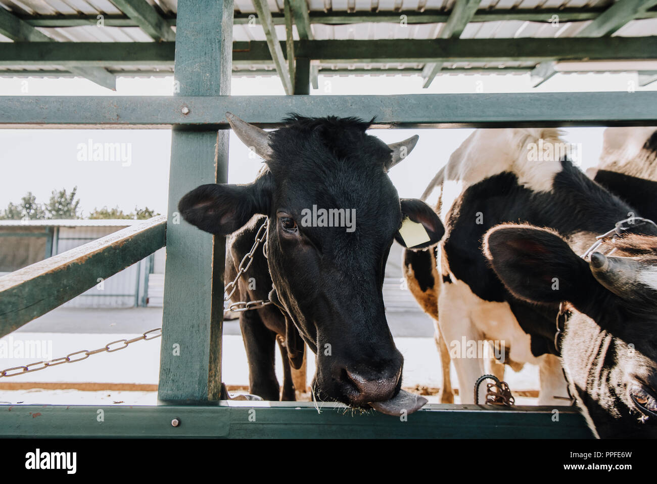 black domestic beautiful cow eating in stall at farm Stock Photo - Alamy