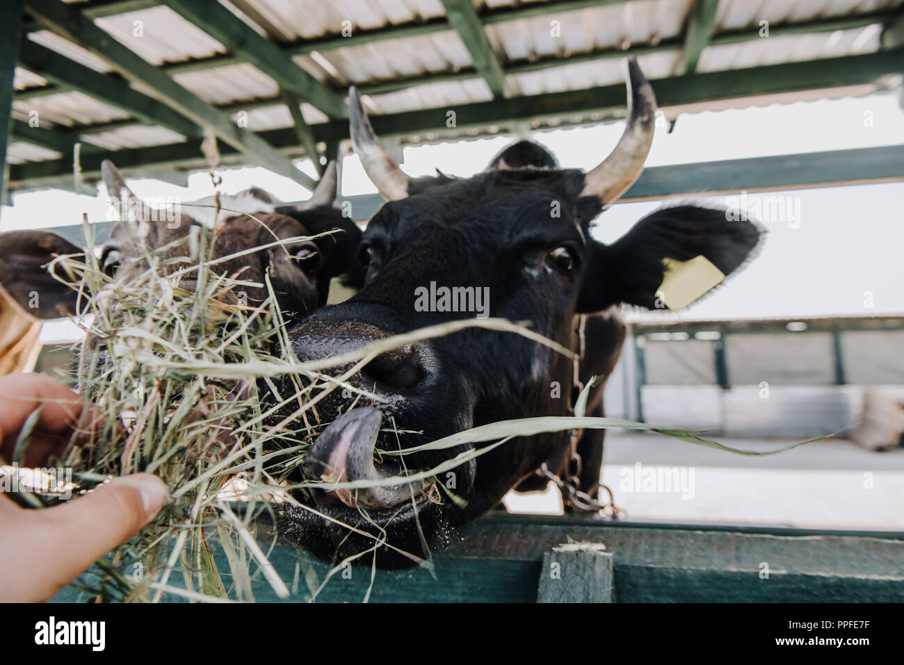 Hand feeding cows hi-res stock photography and images - Alamy