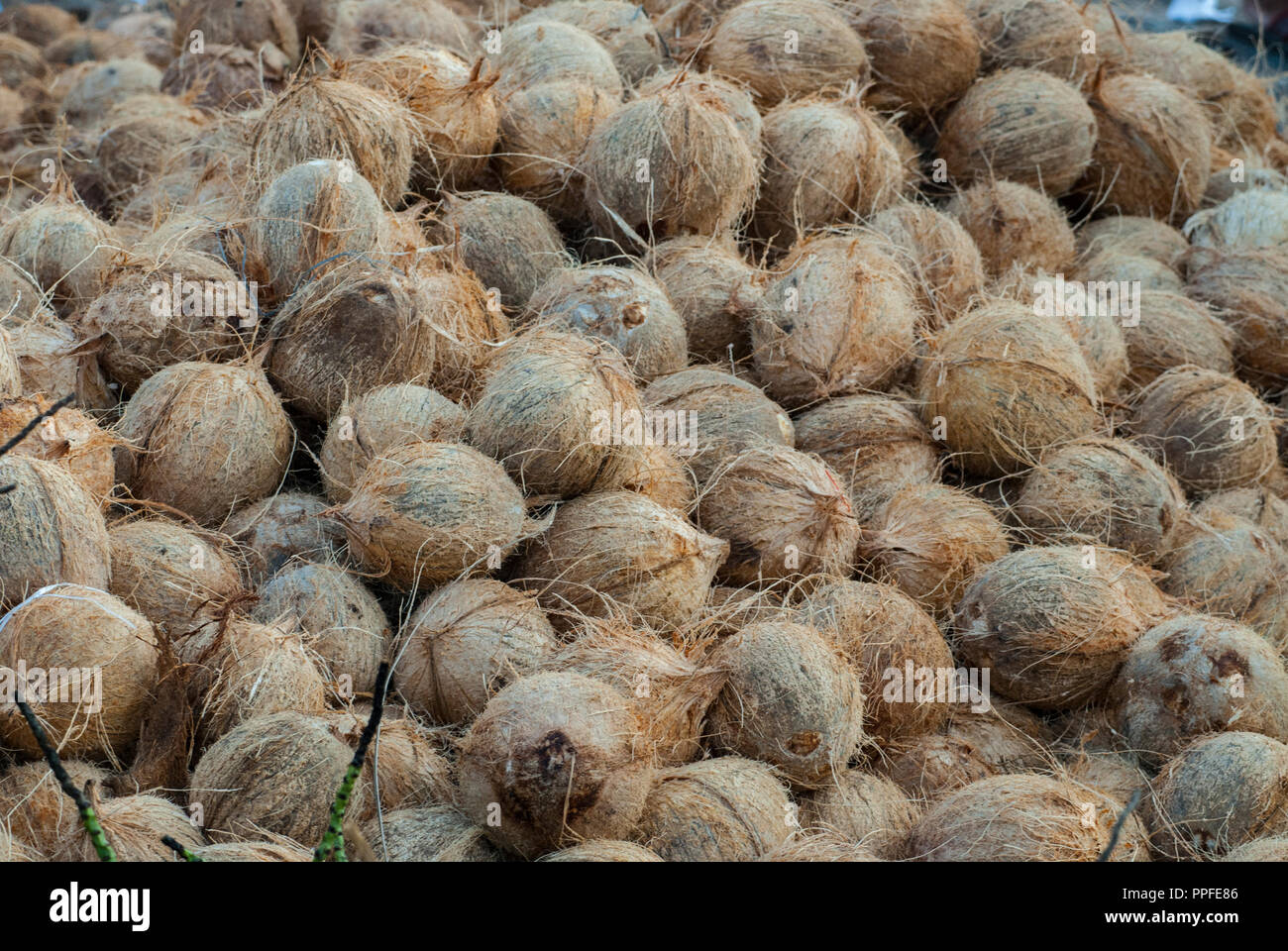 Farming coconuts hi-res stock photography and images - Alamy