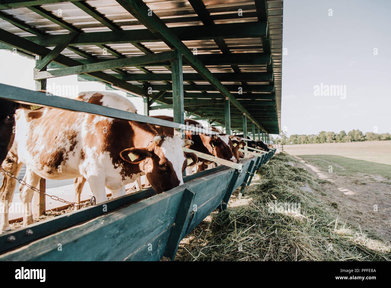 domestic beautiful cows eating in stall at farm Stock Photo - Alamy