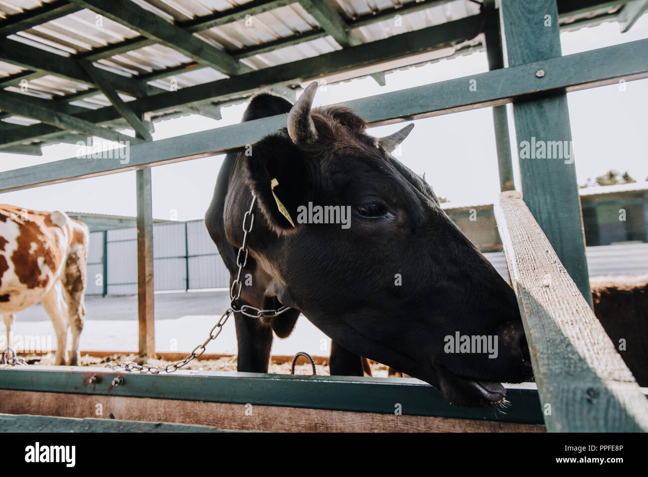 black domestic cow eating in stall at farm Stock Photo - Alamy