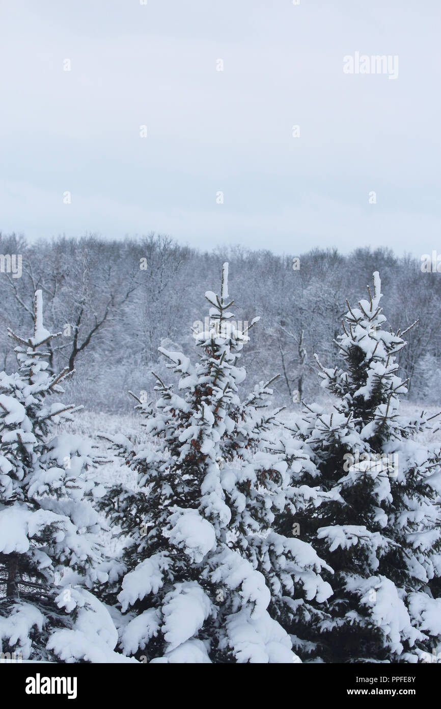 Snow covered evergreen trees loaded with pinecones in Wisconsin, USA ...