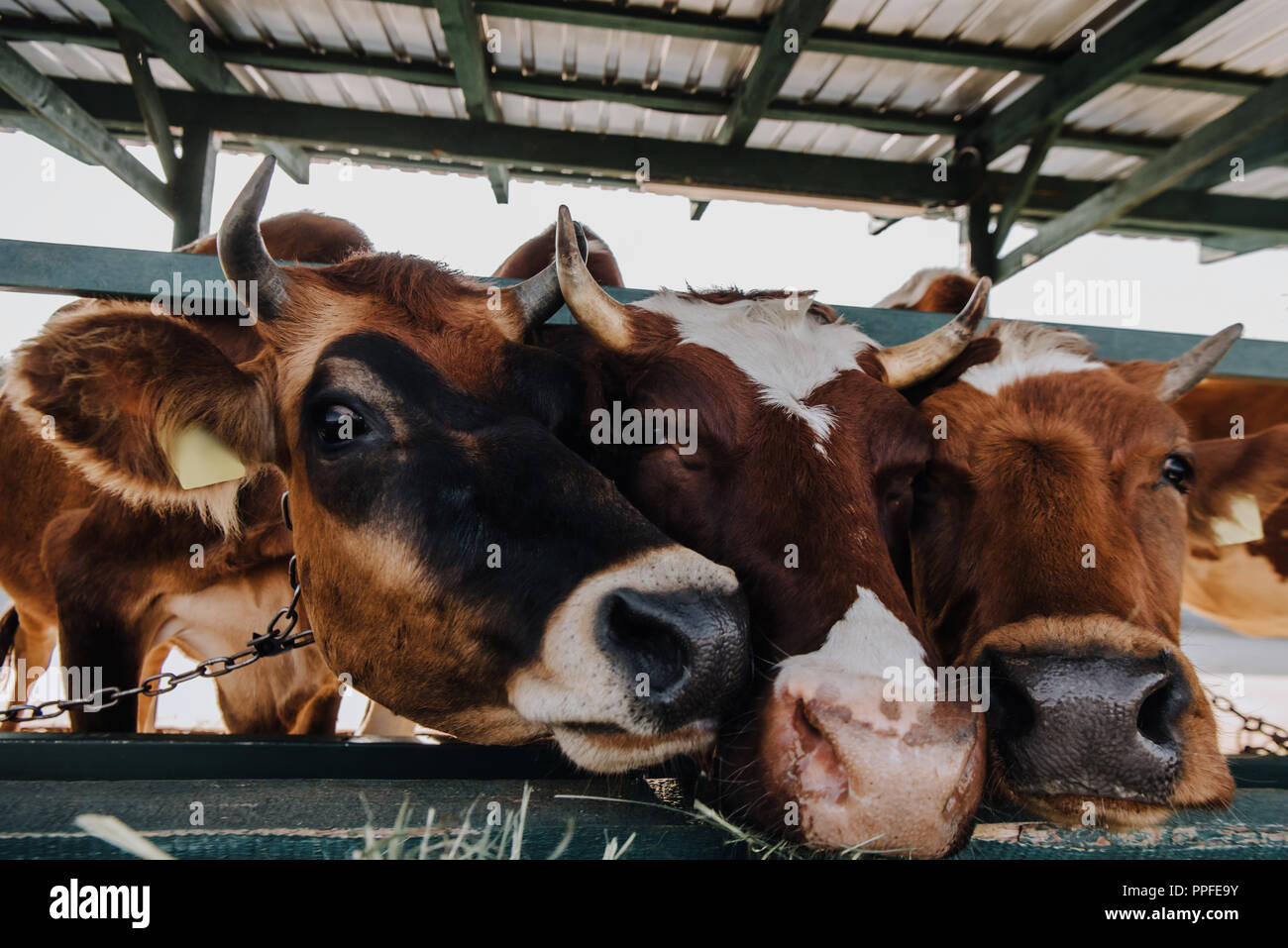 domestic brown cows eating hay in barn at farm Stock Photo - Alamy