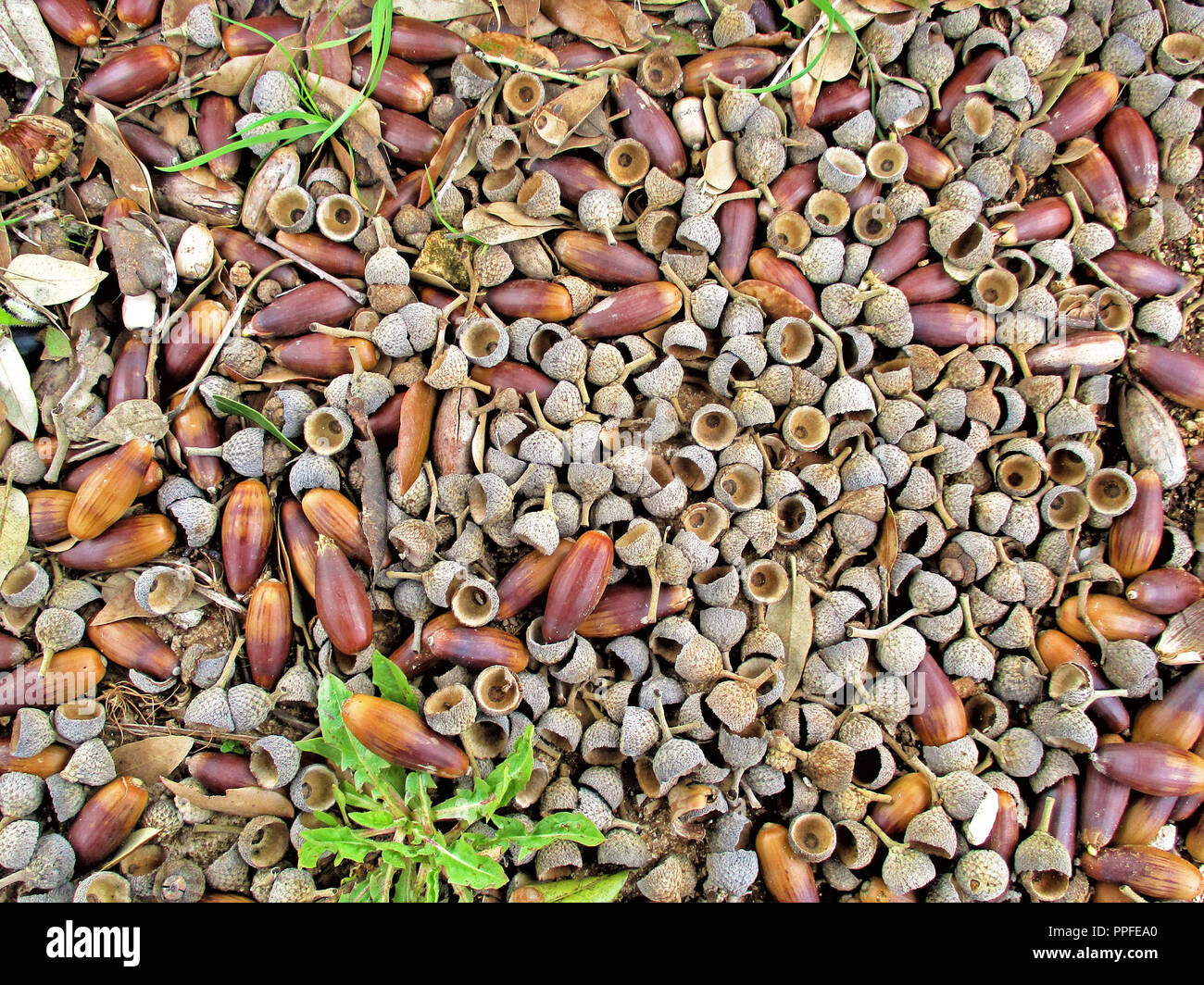 Carpet of acorns hi-res stock photography and images - Alamy