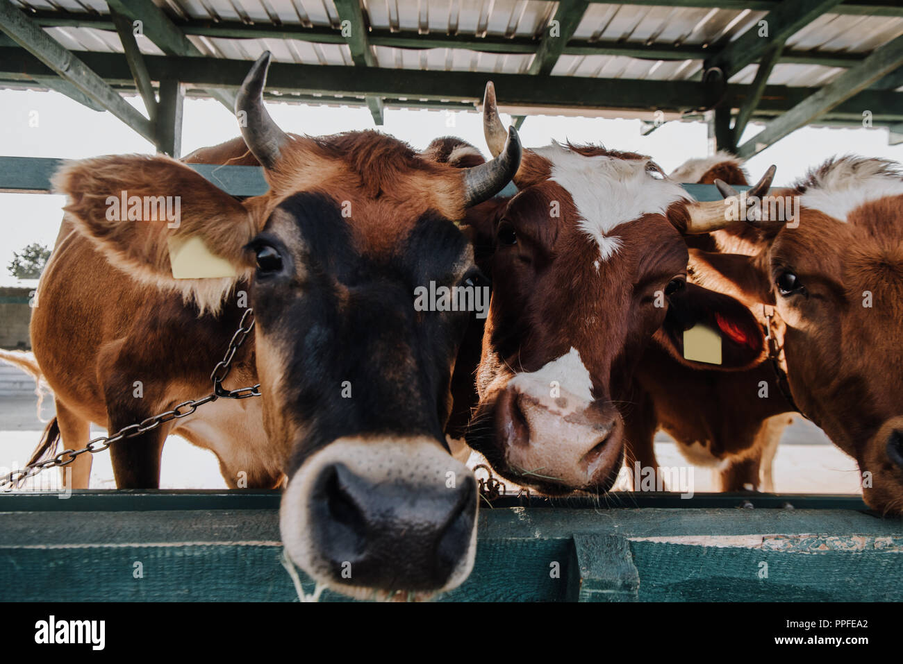 close up portrait of domestic beautiful cows standing in stall at farm ...