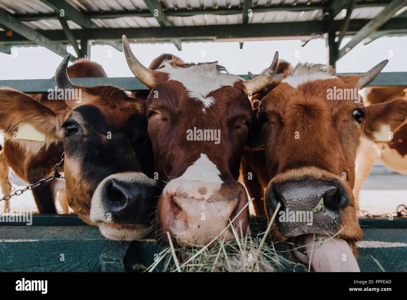 brown domestic beautiful cows eating hay in stall at farm Stock Photo ...