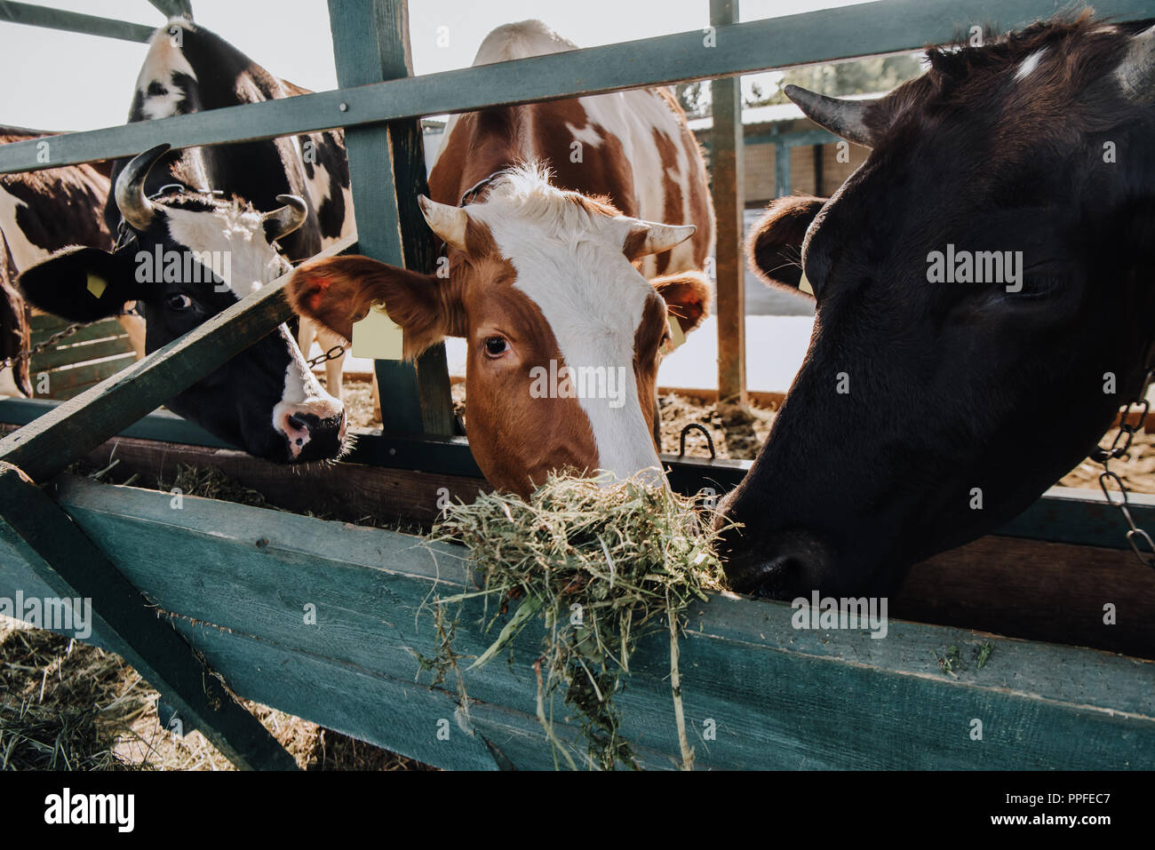 beautiful domestic cows eating hay in barn at farm Stock Photo - Alamy