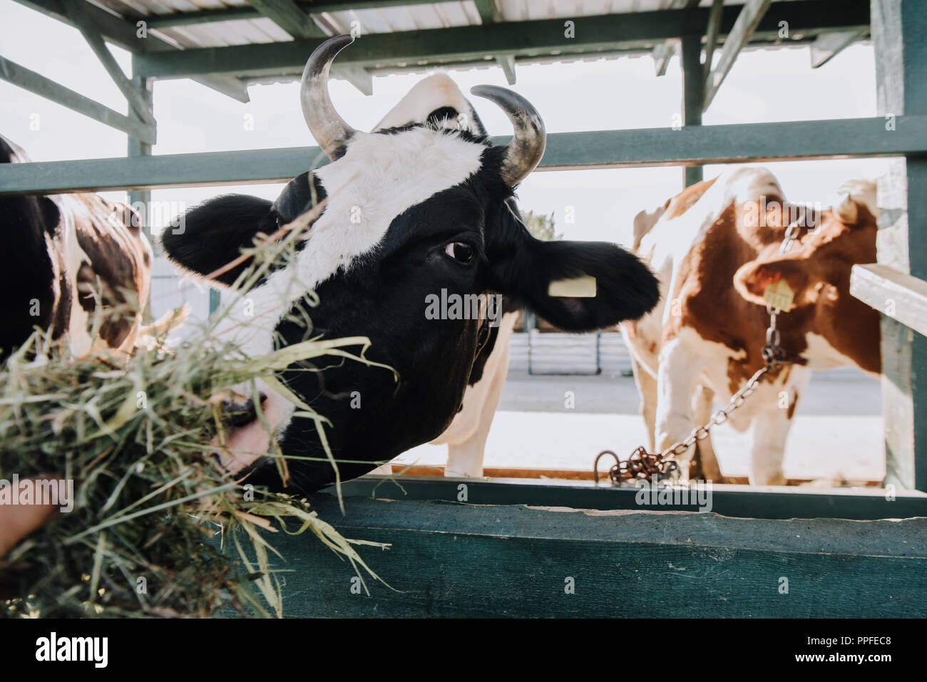 domestic cow eating hay in barn at farm Stock Photo - Alamy