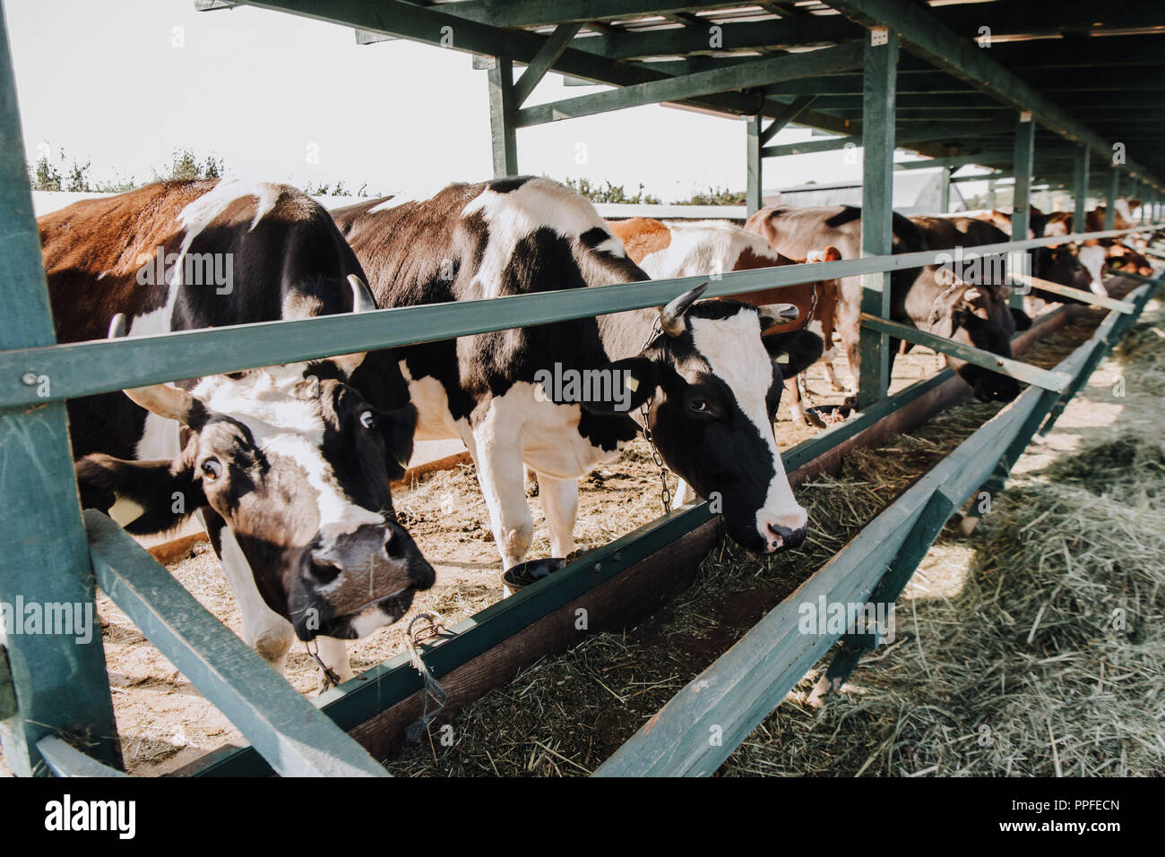 beautiful domestic cows eating hay in barn at farm Stock Photo - Alamy